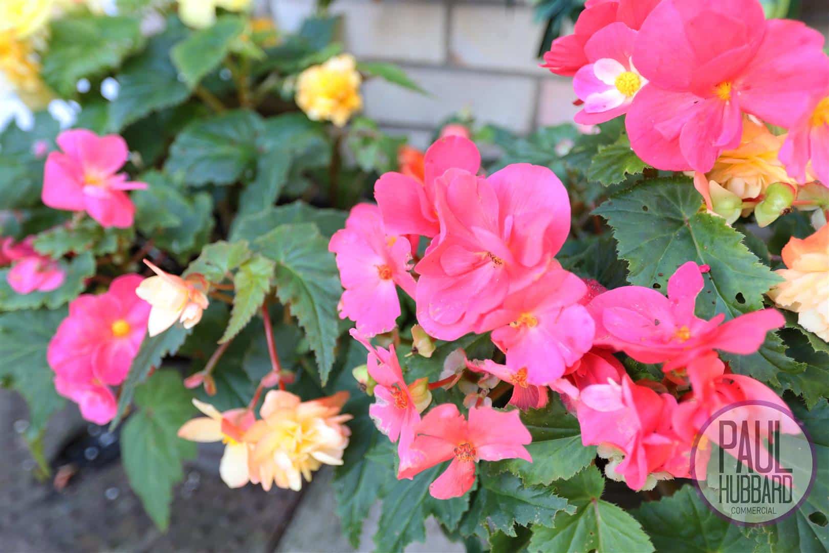 Park Road, Lowestoft - Paul Hubbard